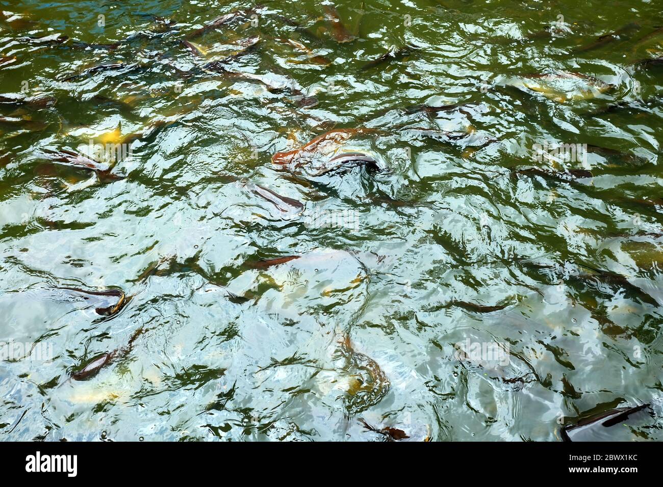 Pangasius fish Banque de photographies et d’images à haute résolution ...