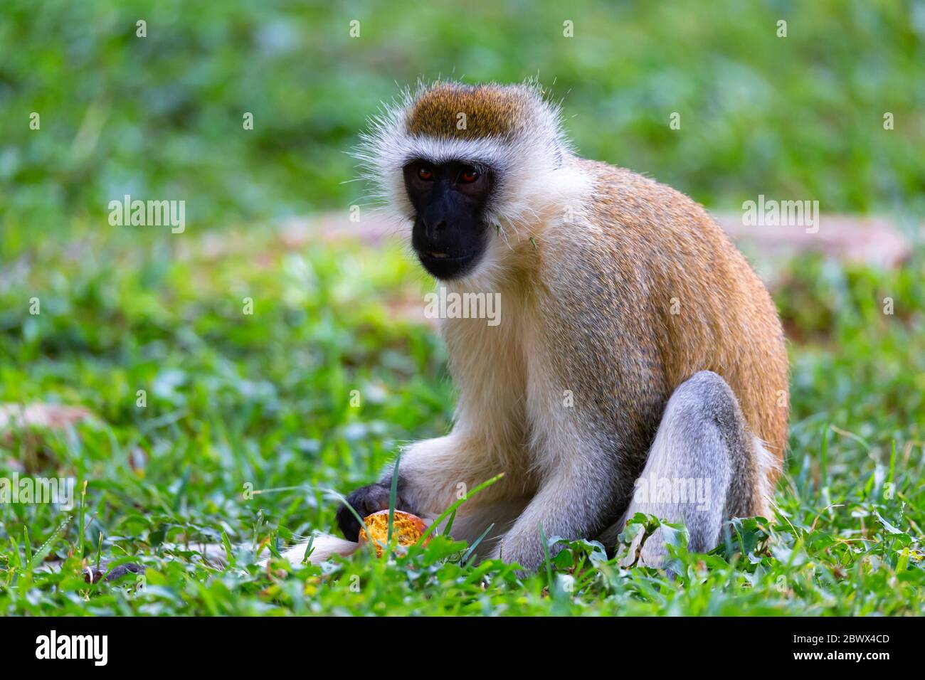 Singe nature mangeant des fruits Banque de photographies et d’images à ...