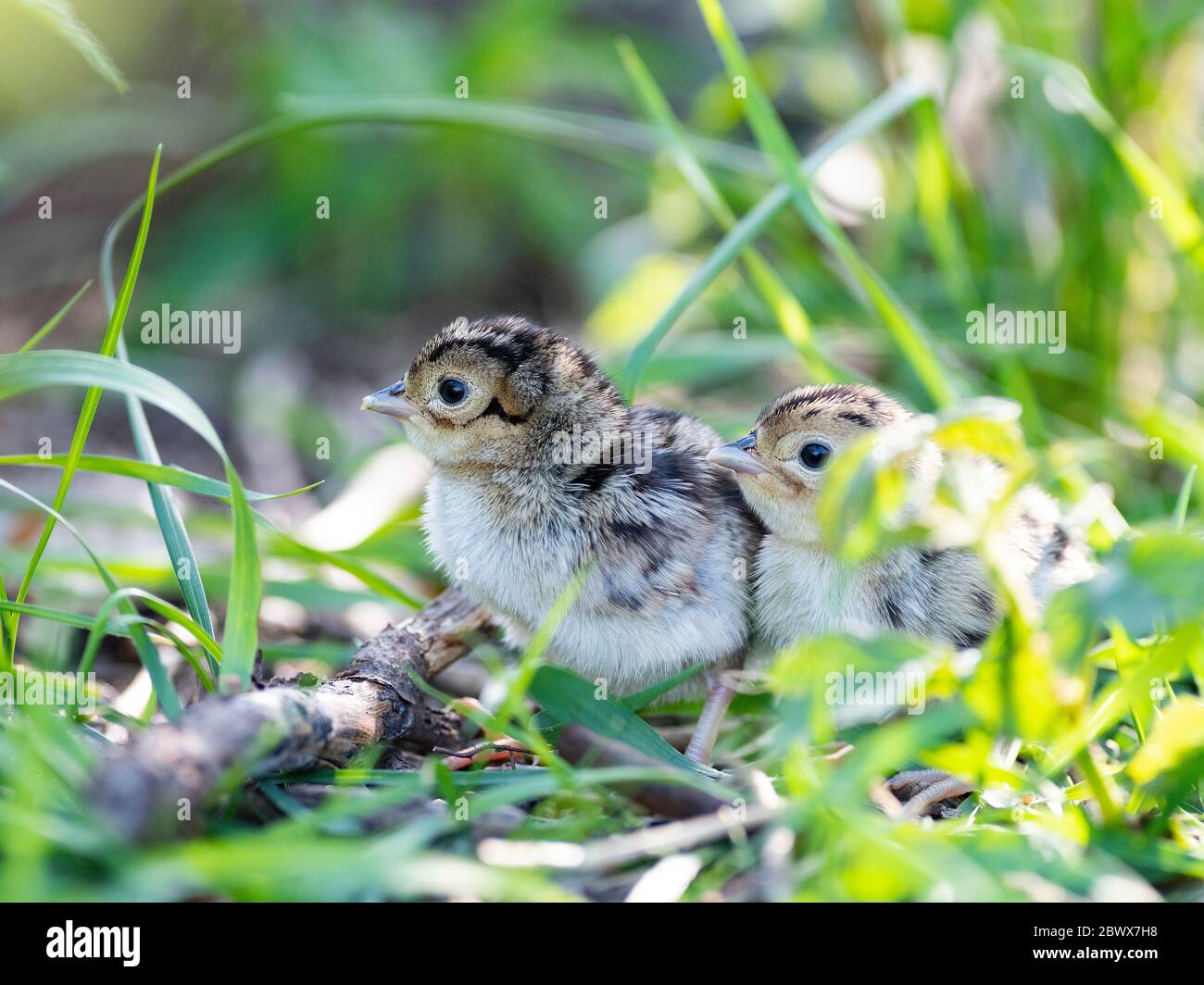 Poussins de faisan Banque de photographies et d’images à haute ...