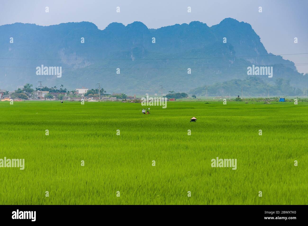 Femme dans une rizière Banque de photographies et d’images à haute ...