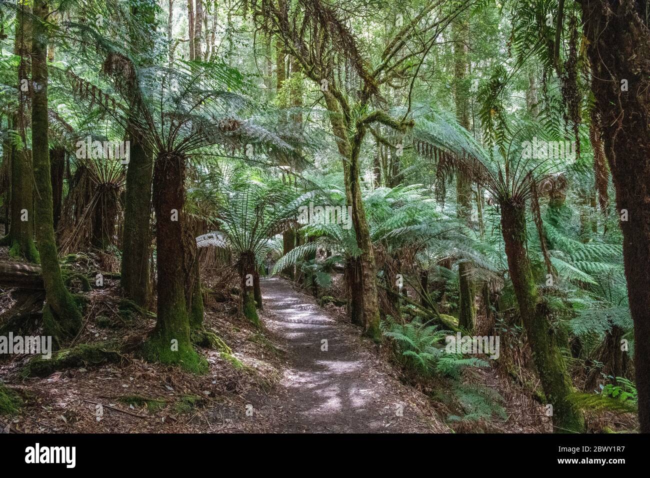 Mount field national park Banque de photographies et d’images à haute ...
