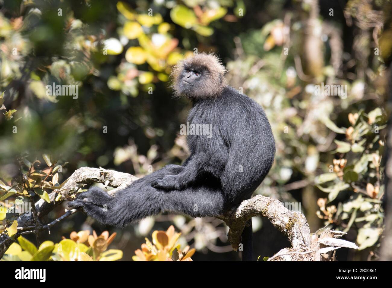 Nilgiri langur trachypithecus johnii Banque de photographies et d ...