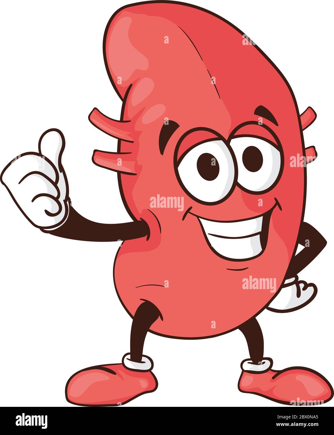 Vecteur rein dessin animé corps humain santé organe sourire mascotte ...
