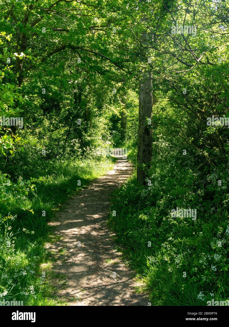 Chemin des arbres Banque de photographies et d’images à haute ...