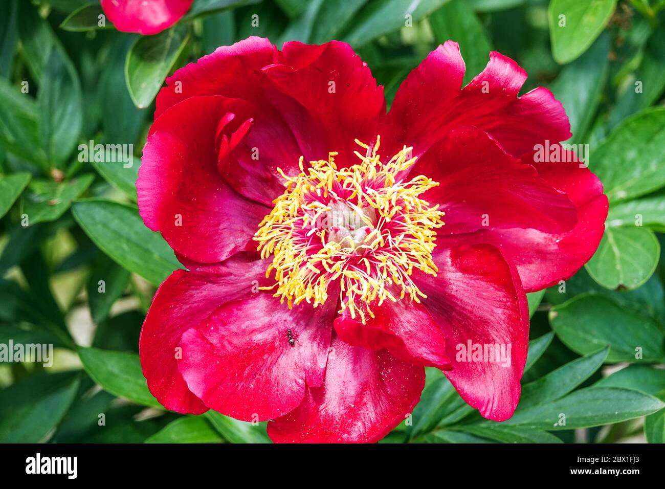 Plante de pivoine Banque de photographies et d’images à haute ...