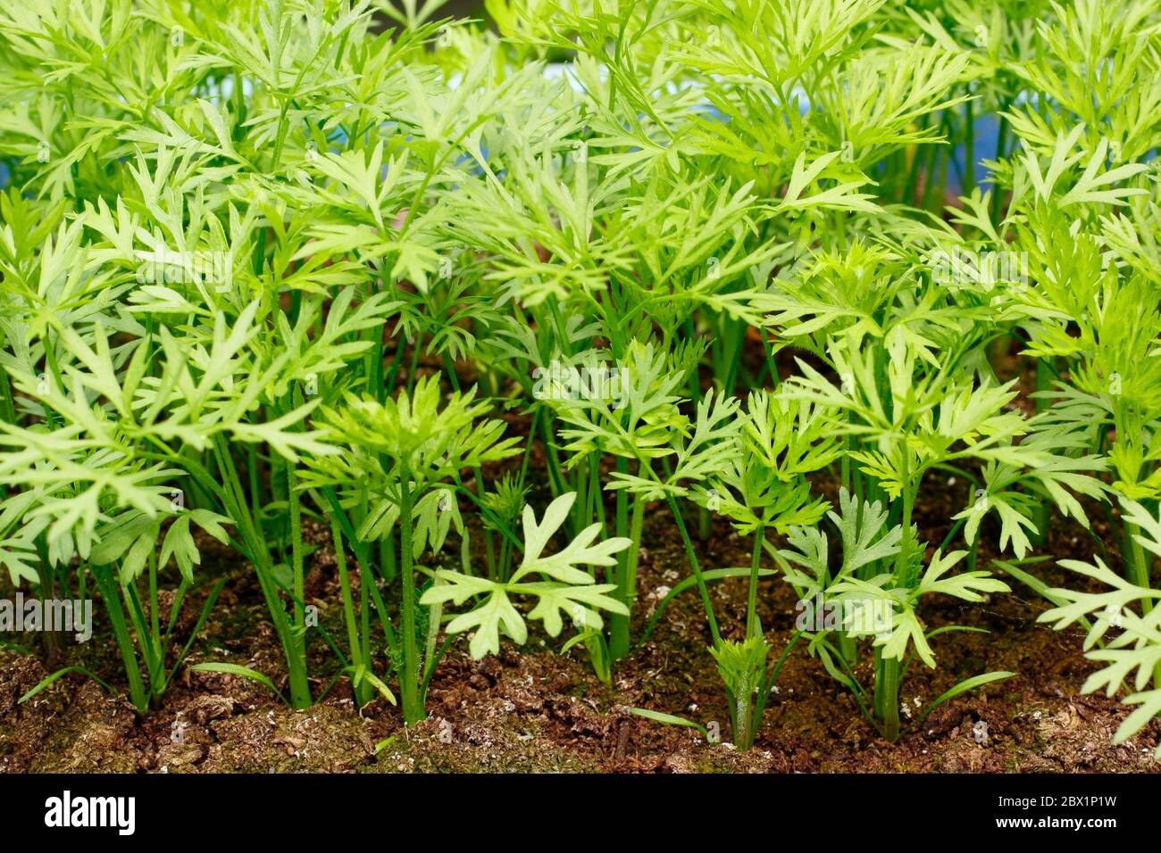 Semis de carotte Banque de photographies et d’images à haute résolution ...