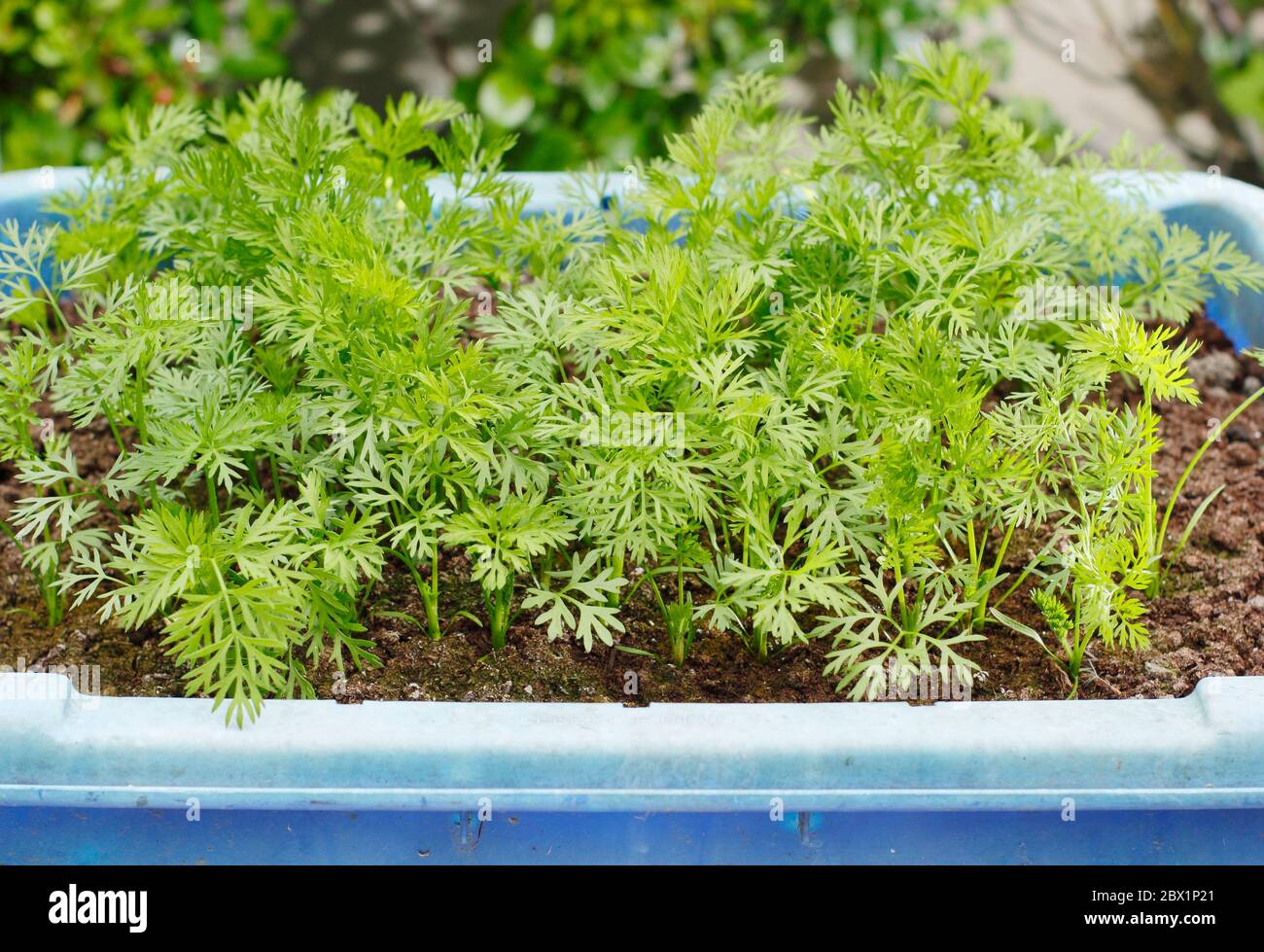 Pot de semis de carotte Banque de photographies et d’images à haute ...