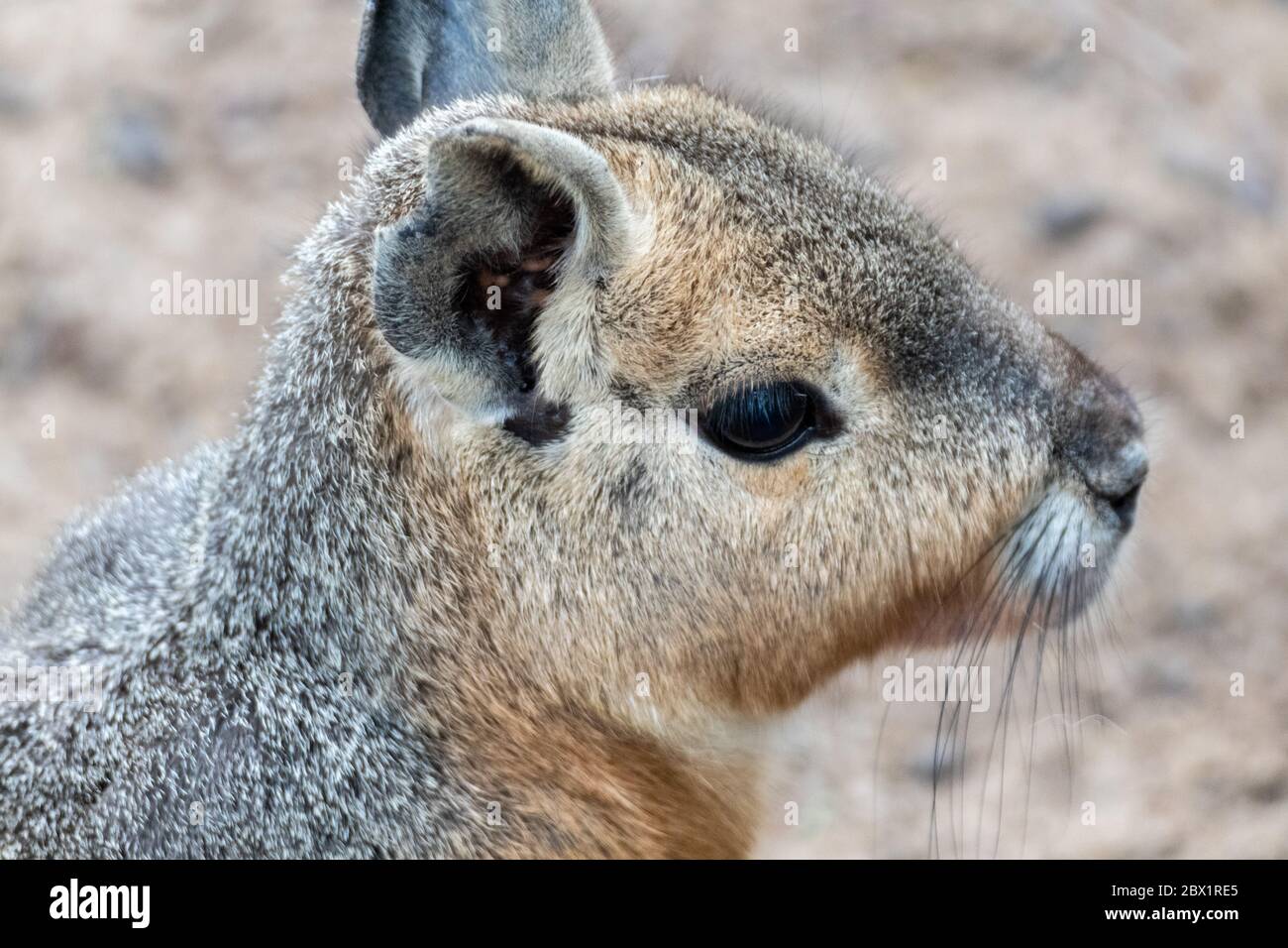 Gros rongeur Banque de photographies et d’images à haute résolution - Alamy