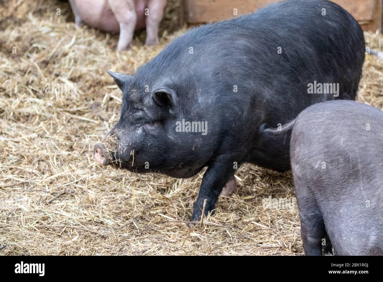 Big pig Banque de photographies et d’images à haute résolution - Alamy