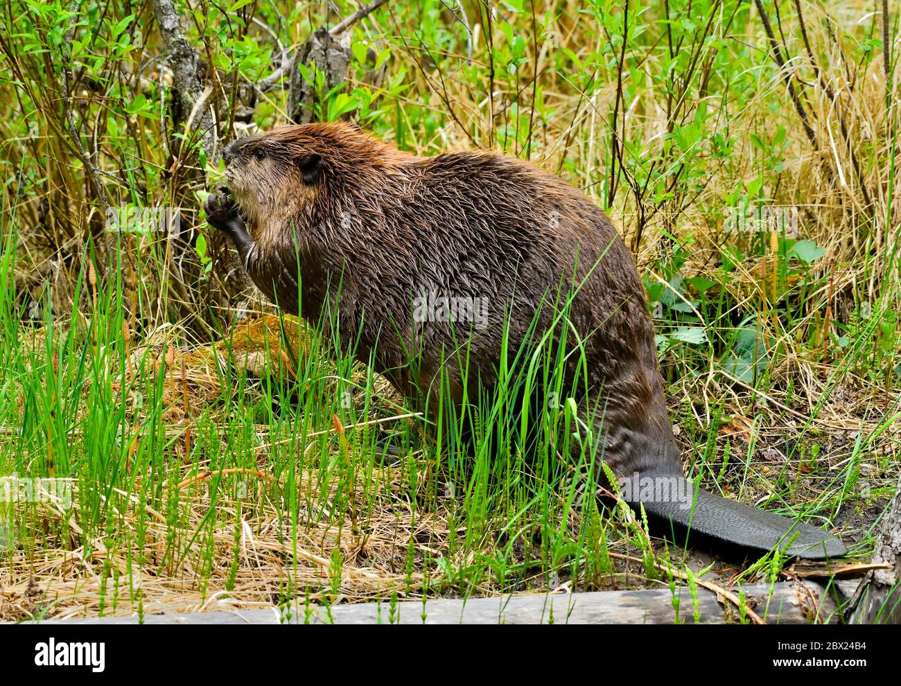 Canada symbol beaver Banque de photographies et d’images à haute ...