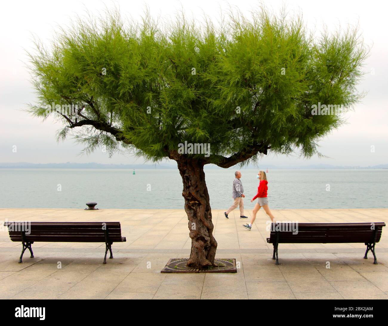 Tamarix chinensis Banque de photographies et d’images à haute résolution - Alamy