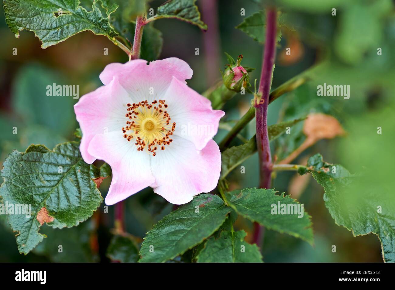Alberta Wild Rose Flower Pink Banque d'image et photos - Alamy