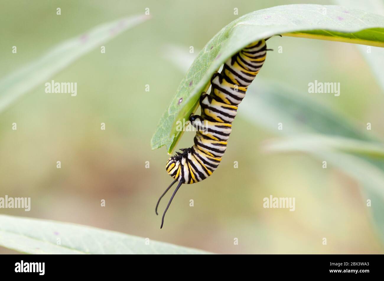 Chenille monarque Banque de photographies et d’images à haute ...