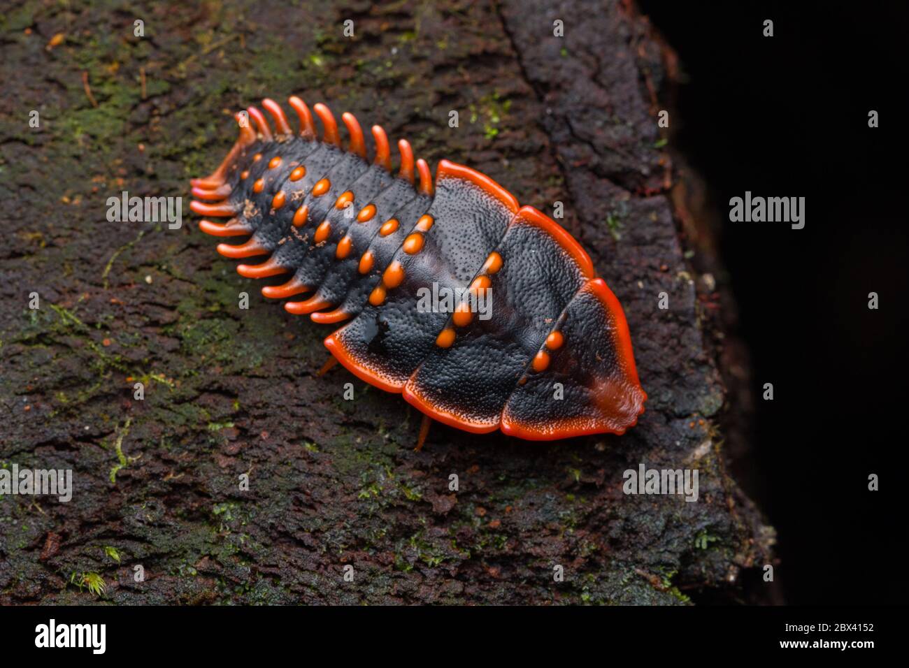 Gros plan de l'insecte Trilobite Beetle un insecte rare de Bornéo ...