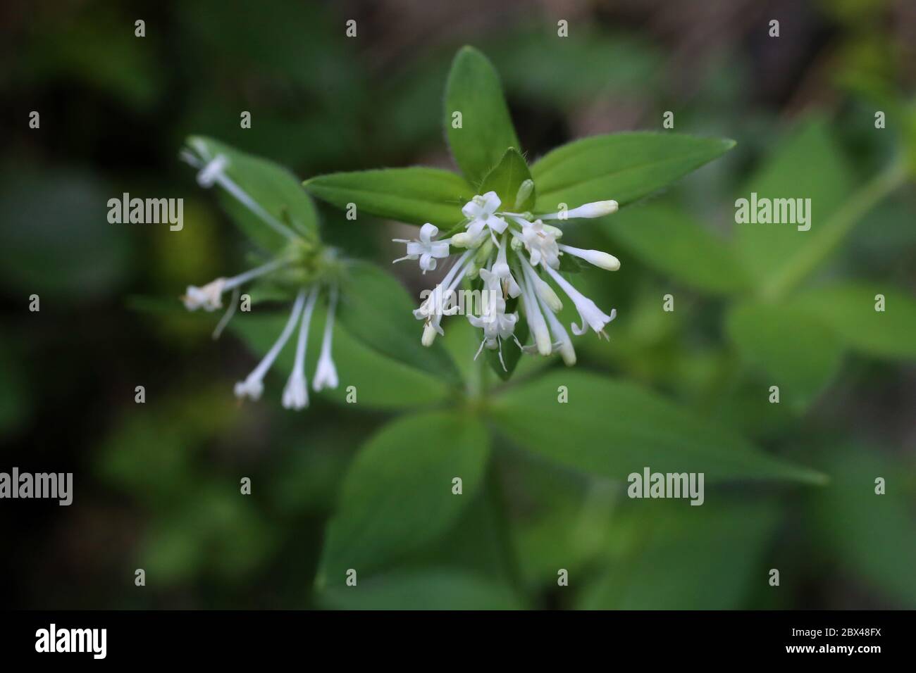 Asperula taurina subsp leucanthera Banque de photographies et d’images ...