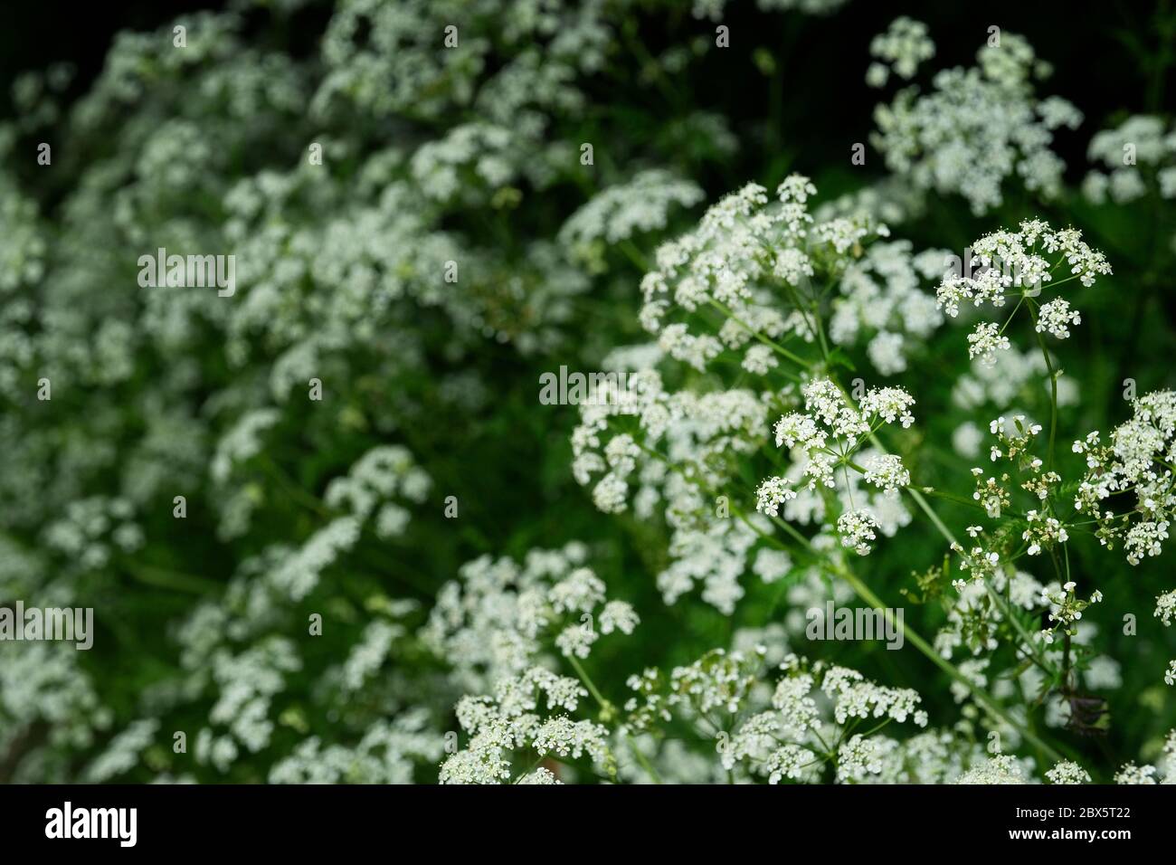 Fleur de persil Banque de photographies et d’images à haute résolution ...