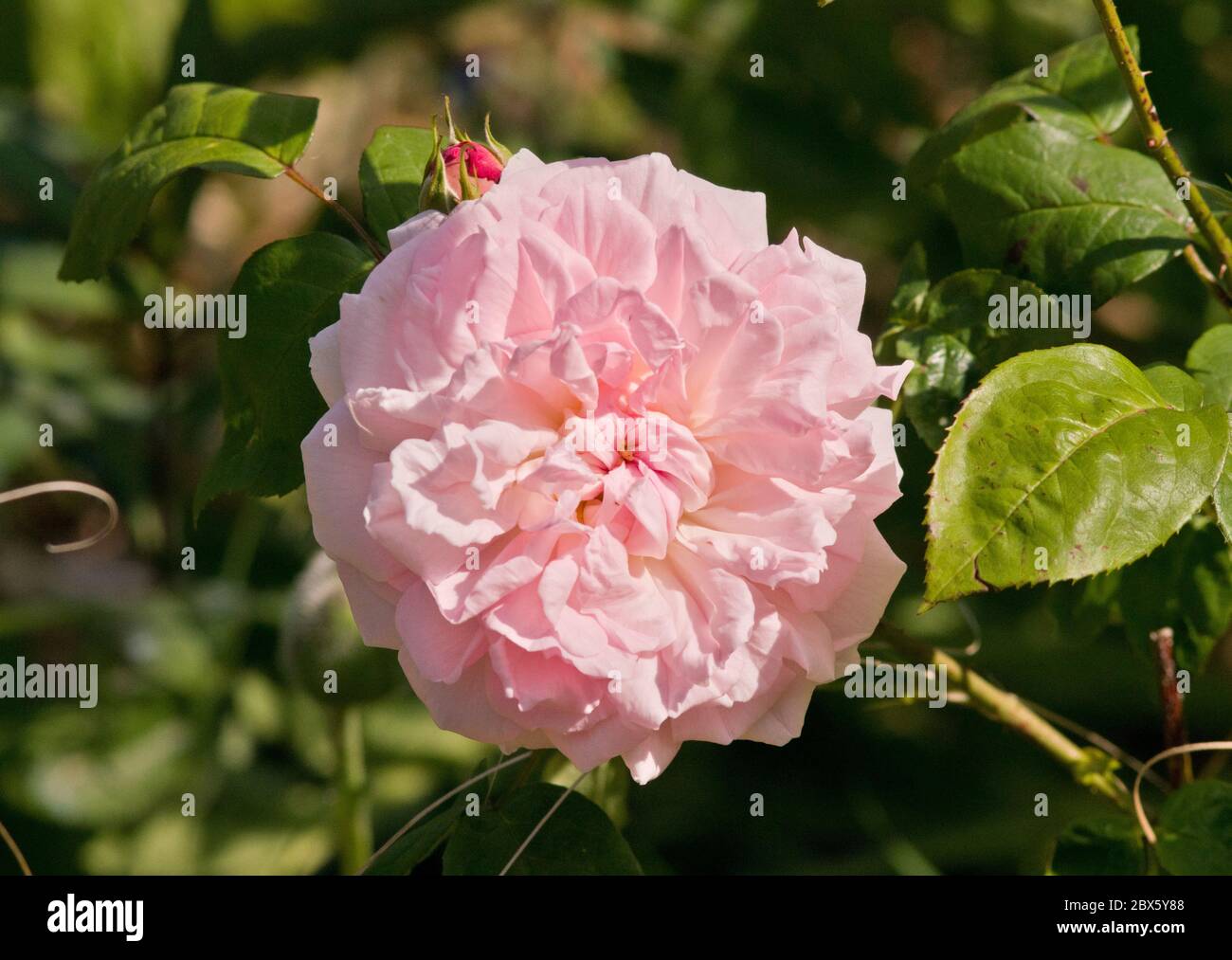 Eglantine flower Banque de photographies et d’images à haute résolution ...