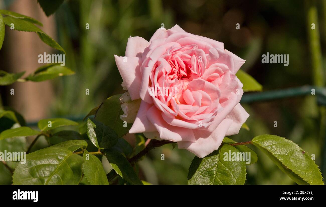 Eglantine flower Banque de photographies et d’images à haute résolution ...