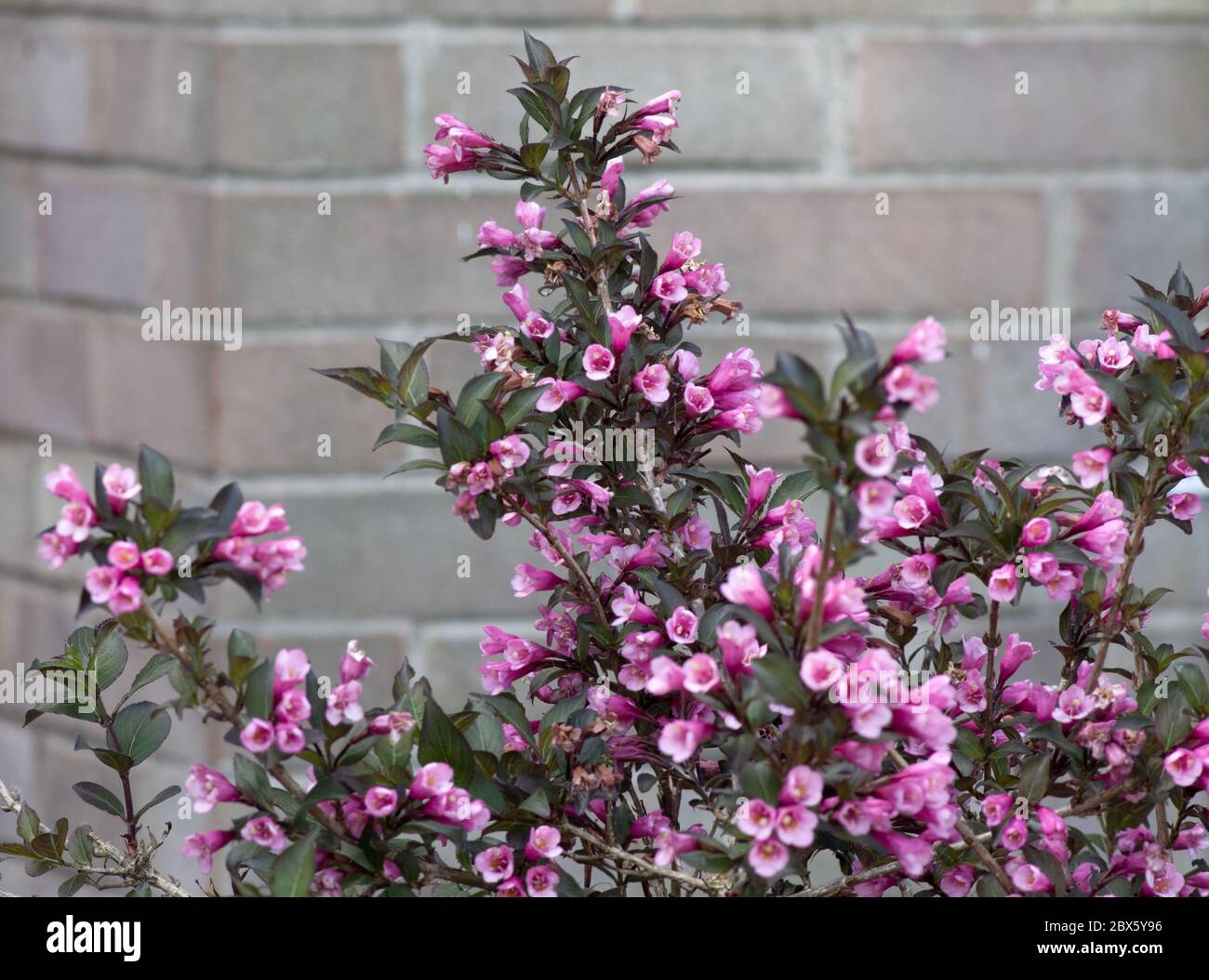 Weigela arbuste de jardin Banque de photographies et d’images à haute ...