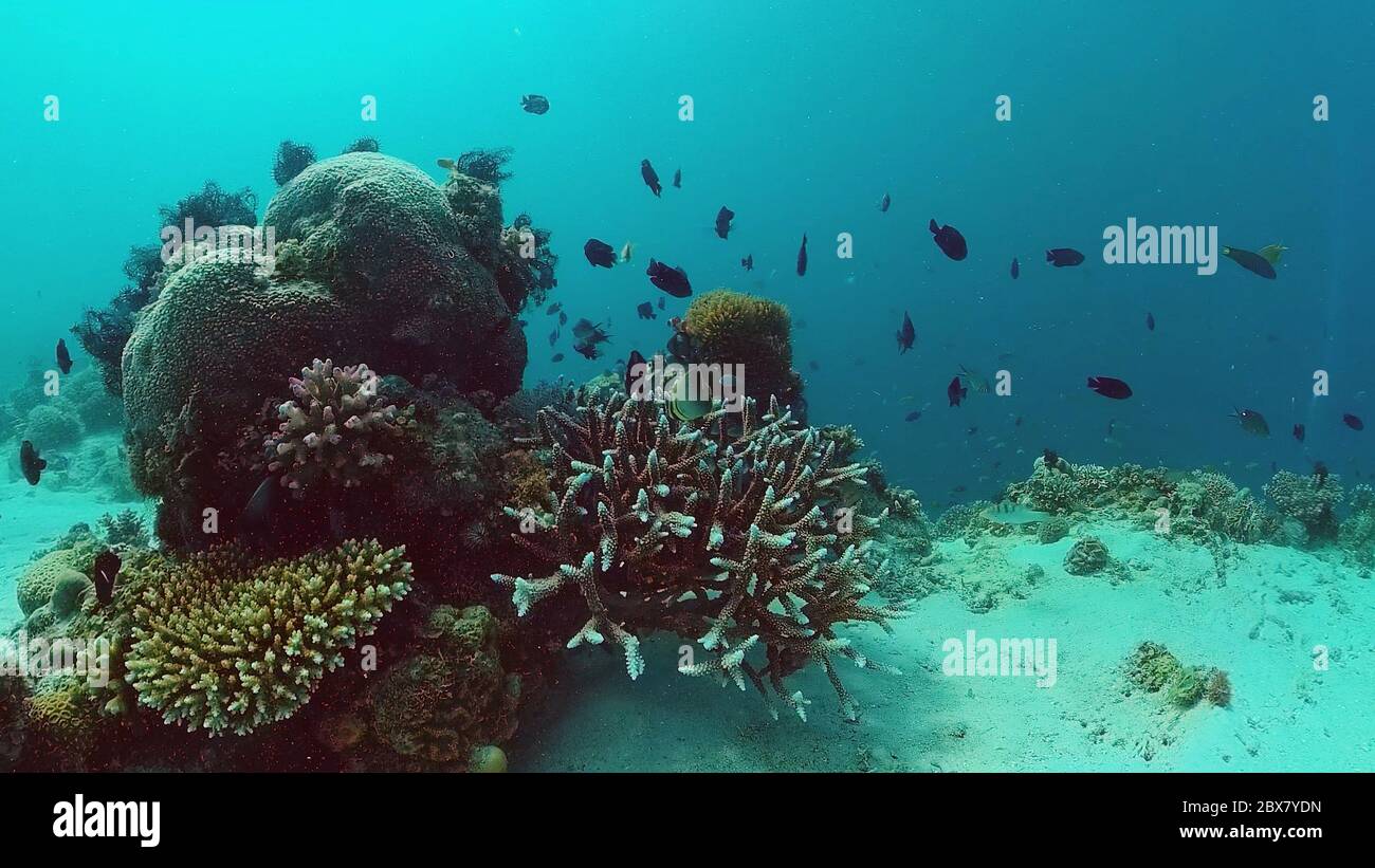 Vie De Corail Banque d'image et photos - Alamy