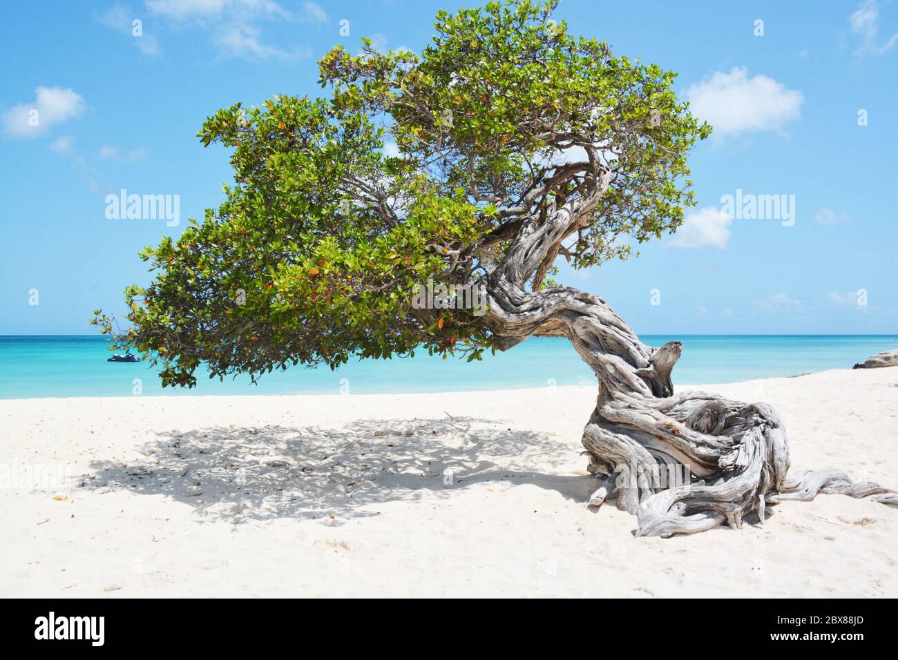 Divi divi tree Banque de photographies et d’images à haute résolution ...
