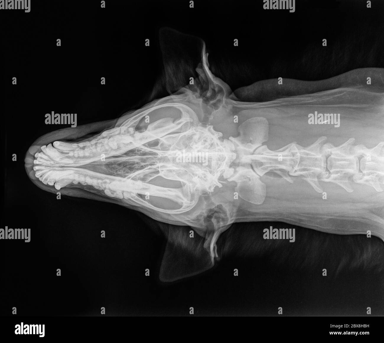 Vue ventrale chien Banque de photographies et d’images à haute ...