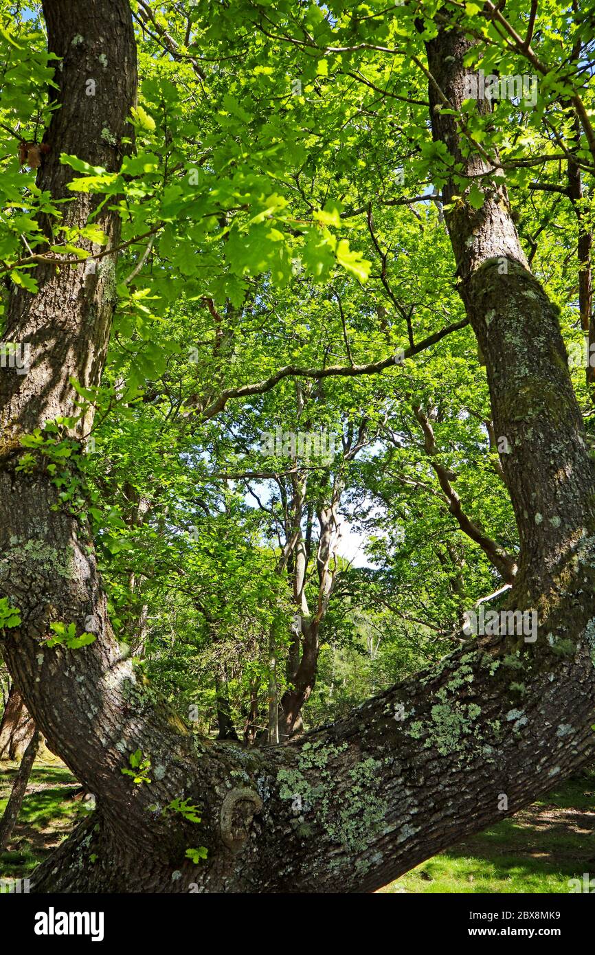 Fourche De Branche Banque d'image et photos - Alamy