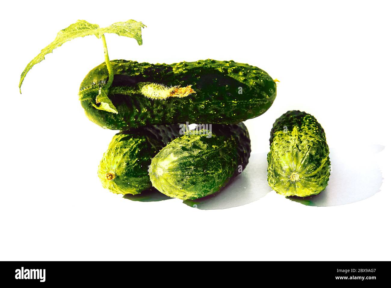 Concombre vert frais avec feuilles et fleurs de légumes naturels sur ...