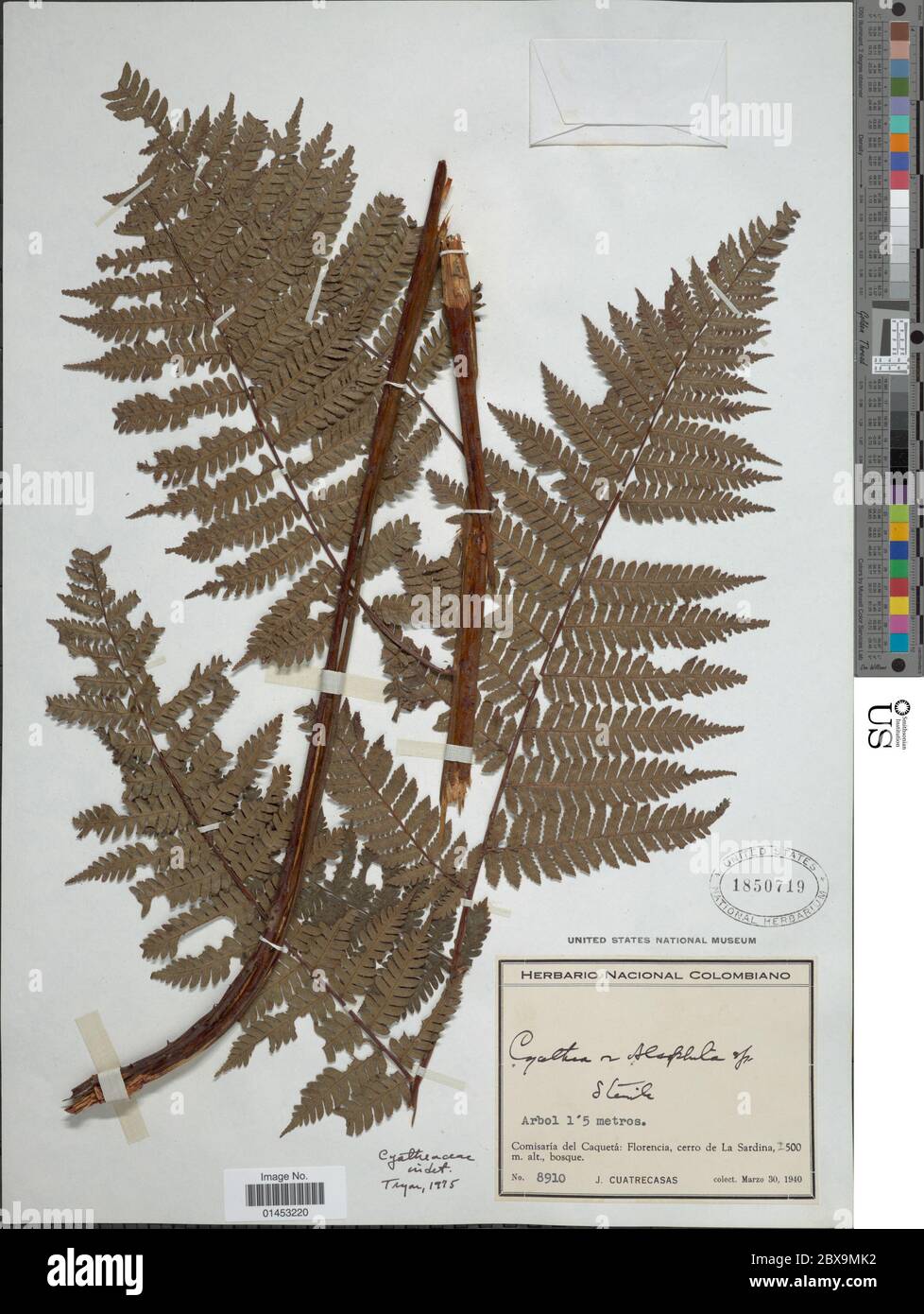 Tree fern cyathea sp Banque de photographies et d’images à haute ...