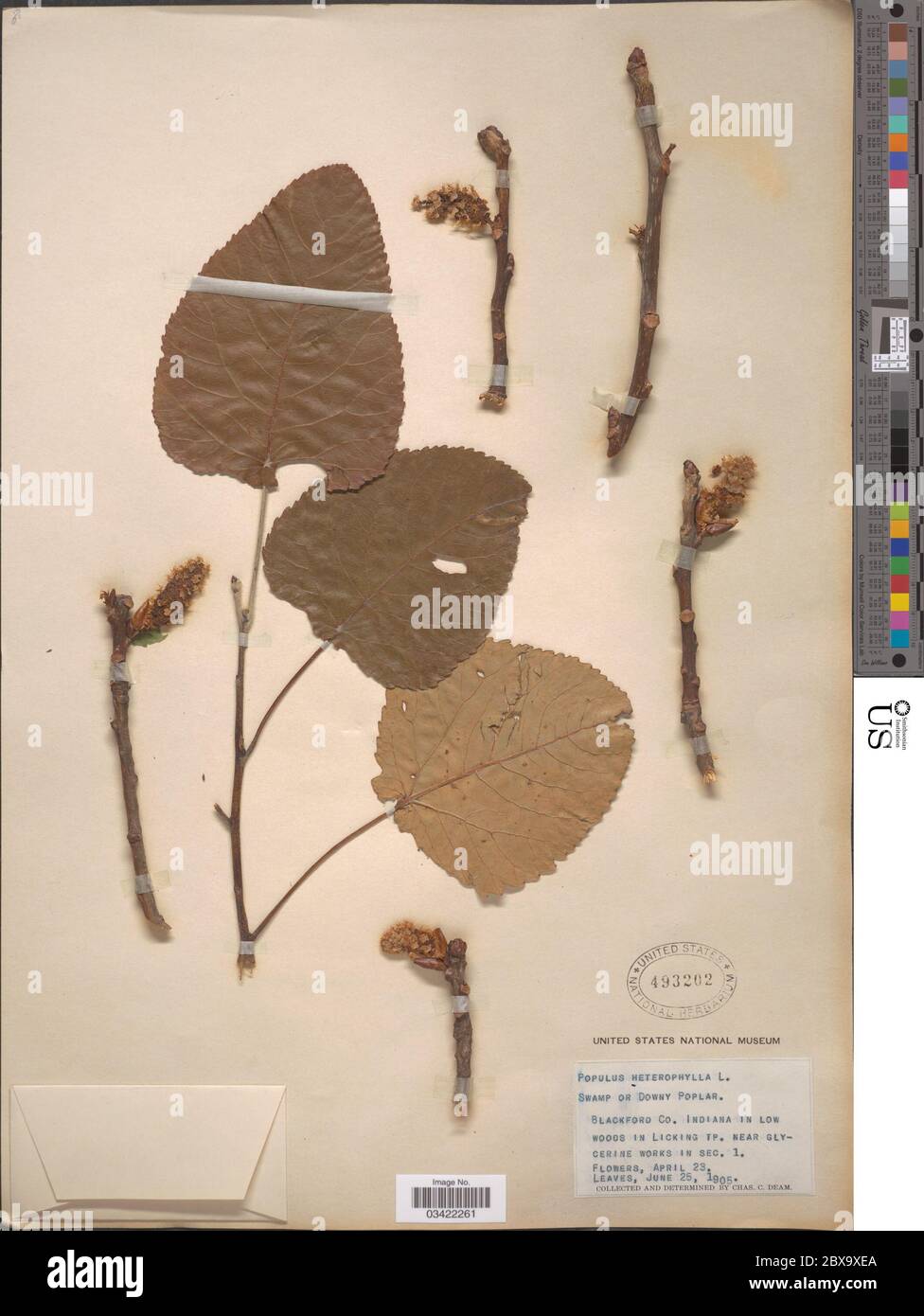 Populus heterophylla Banque de photographies et d’images à haute ...