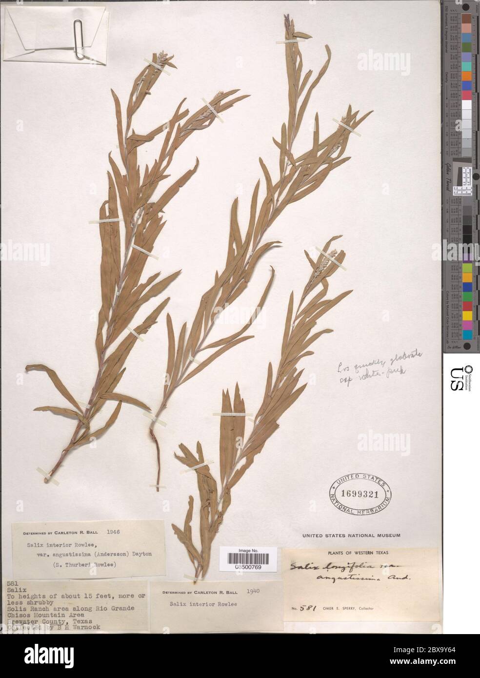 Salix interior var angussima Andersson Dayton Salix interior var ...