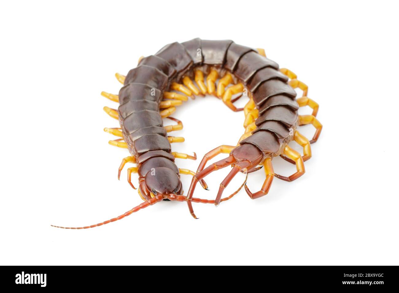 Animal Effrayant Banque d'image et photos - Alamy