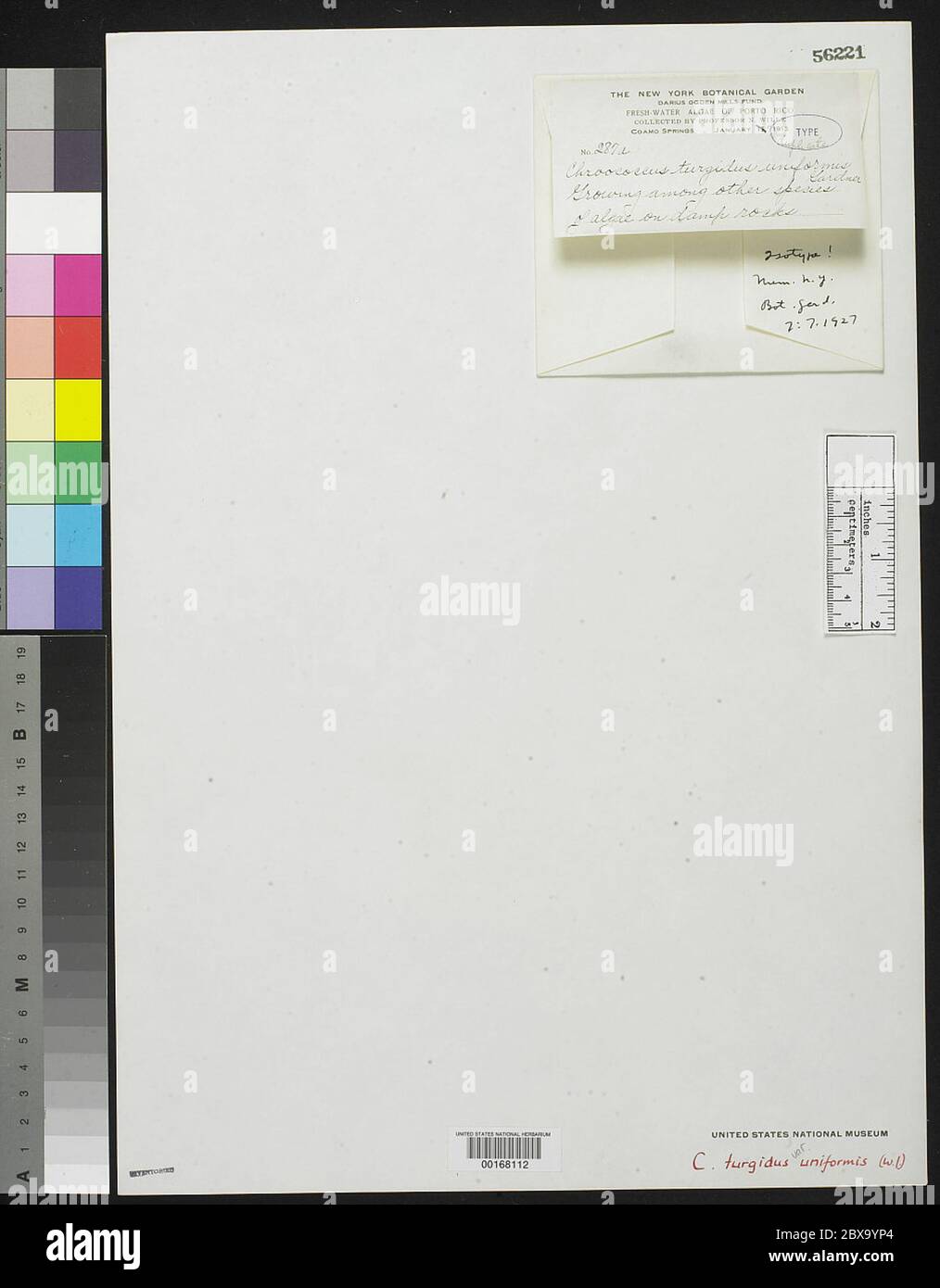 Chroococcus turgidus Banque de photographies et d’images à haute ...