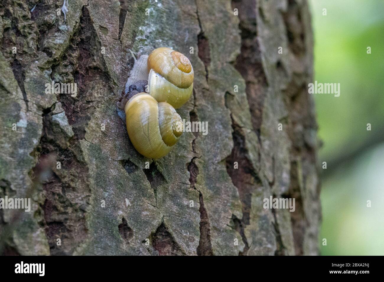 Accouplement de deux escargots Banque de photographies et d’images à ...