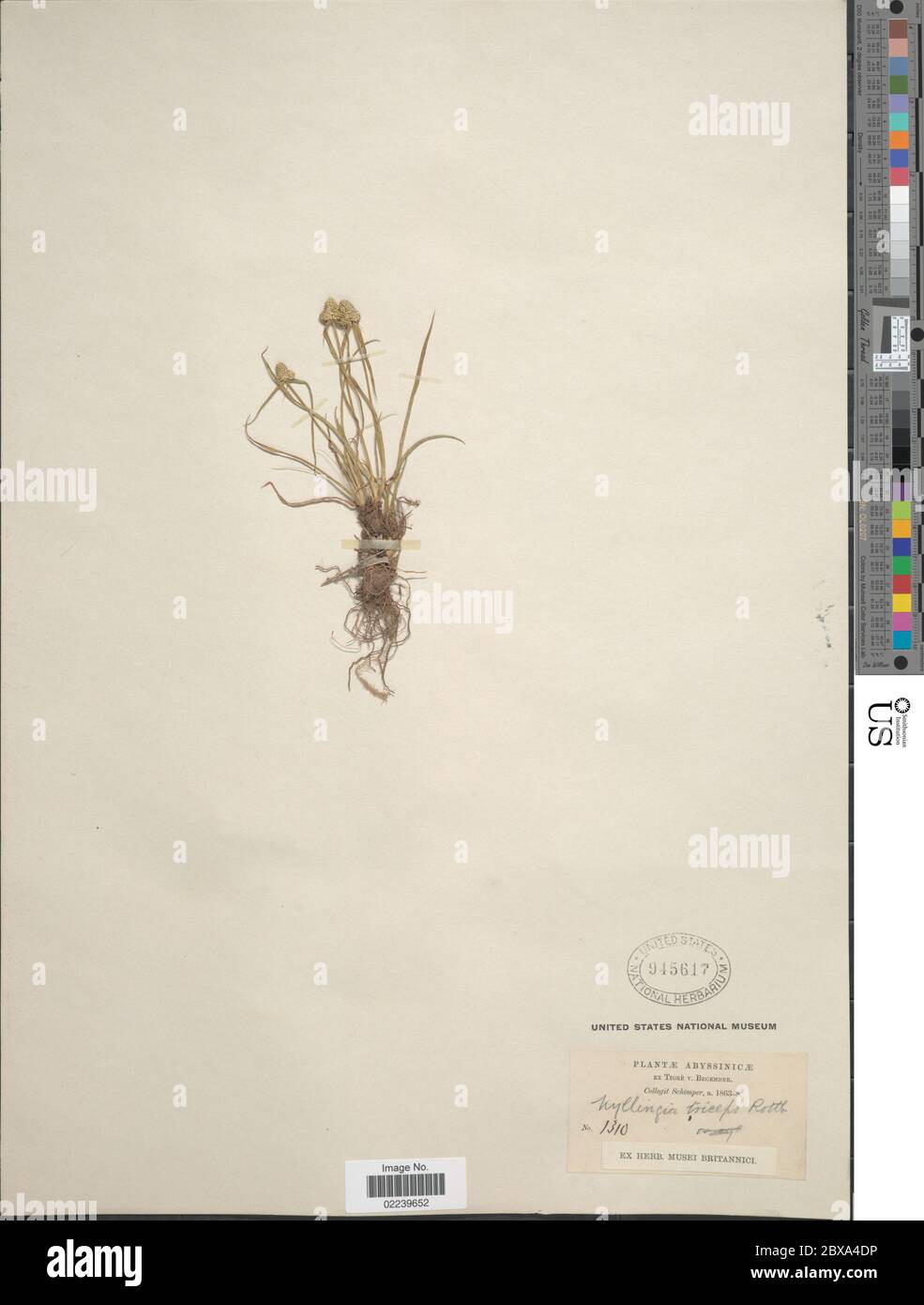 Cyperus cyperus sp Banque de photographies et d’images à haute ...