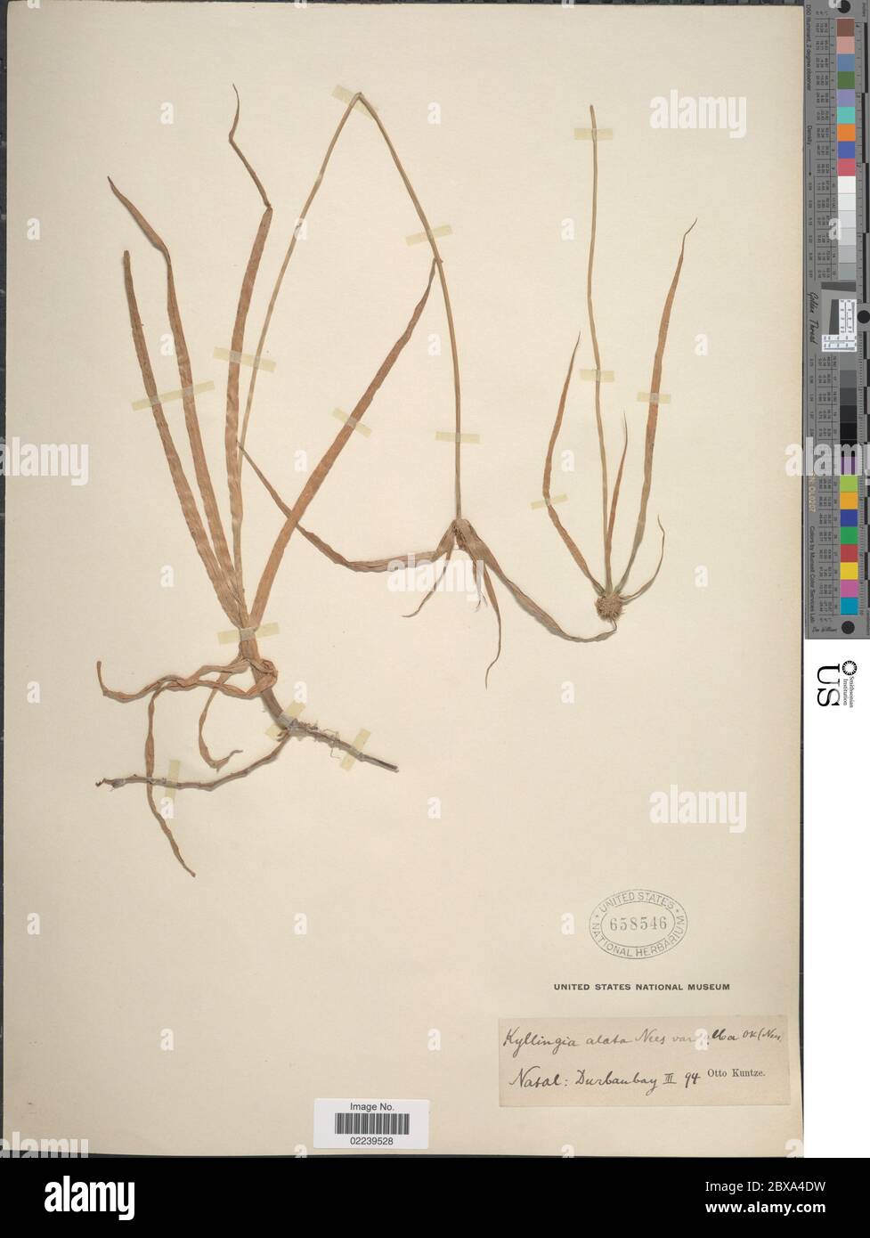 Cyperus cyperus sp Banque de photographies et d’images à haute ...