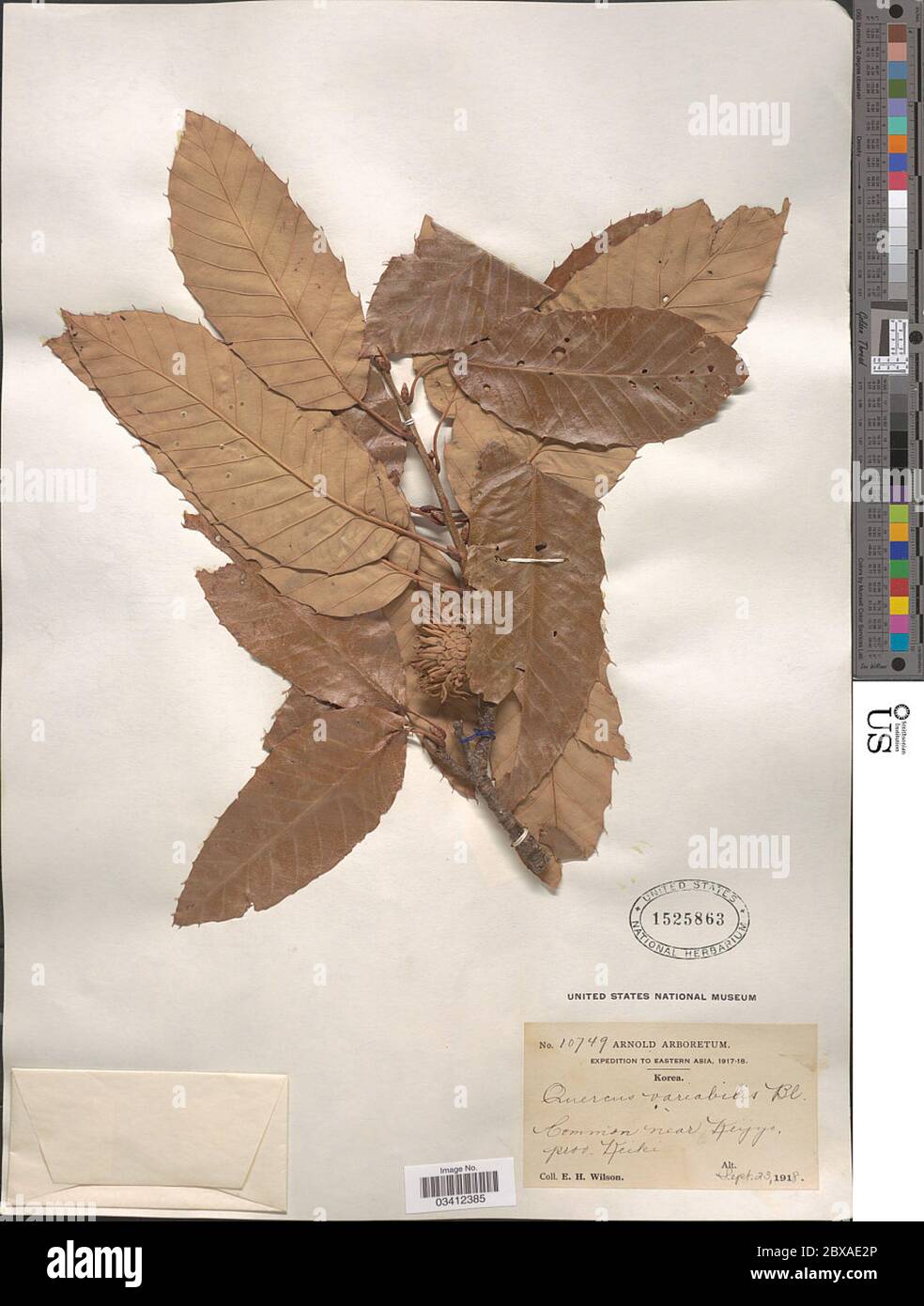 Quercus variabilis Banque de photographies et d’images à haute ...
