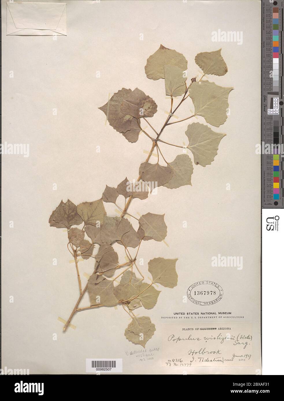 Populus wislizeni Banque de photographies et d’images à haute ...