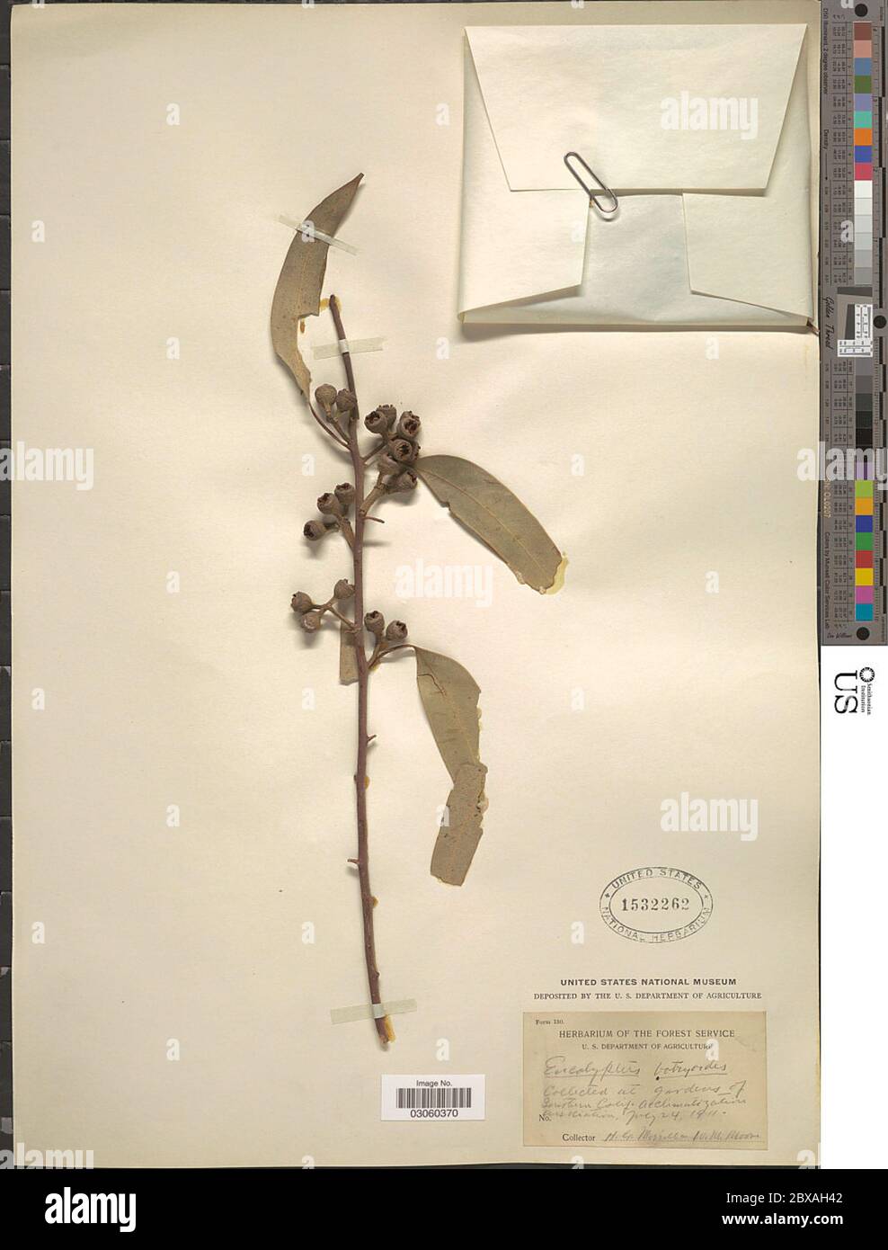 Eucalyptus botryoides Banque de photographies et d’images à haute ...