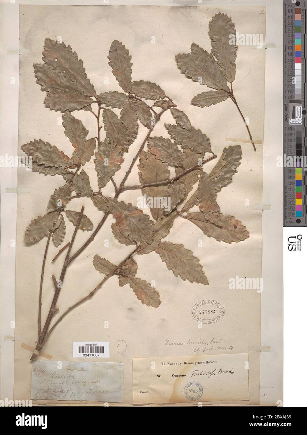 Quercus humilis Banque de photographies et d’images à haute résolution ...