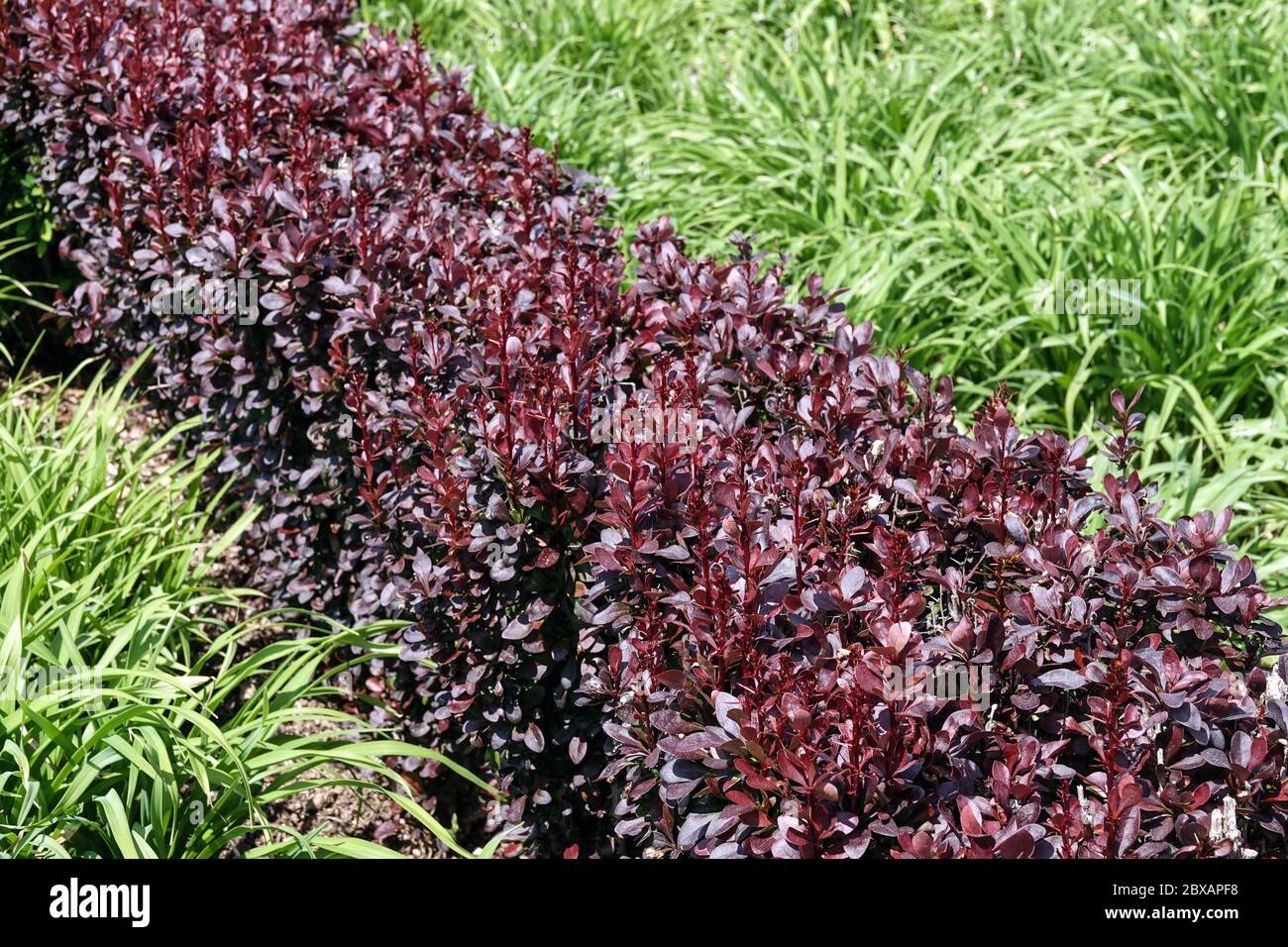 Haie rouge Banque de photographies et d’images à haute résolution - Alamy
