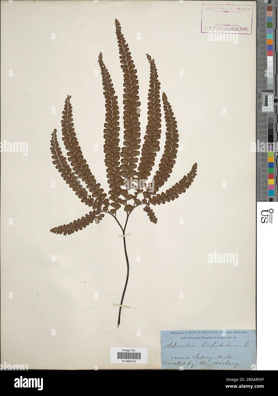 Adiantum hispidulum Banque de photographies et d’images à haute ...