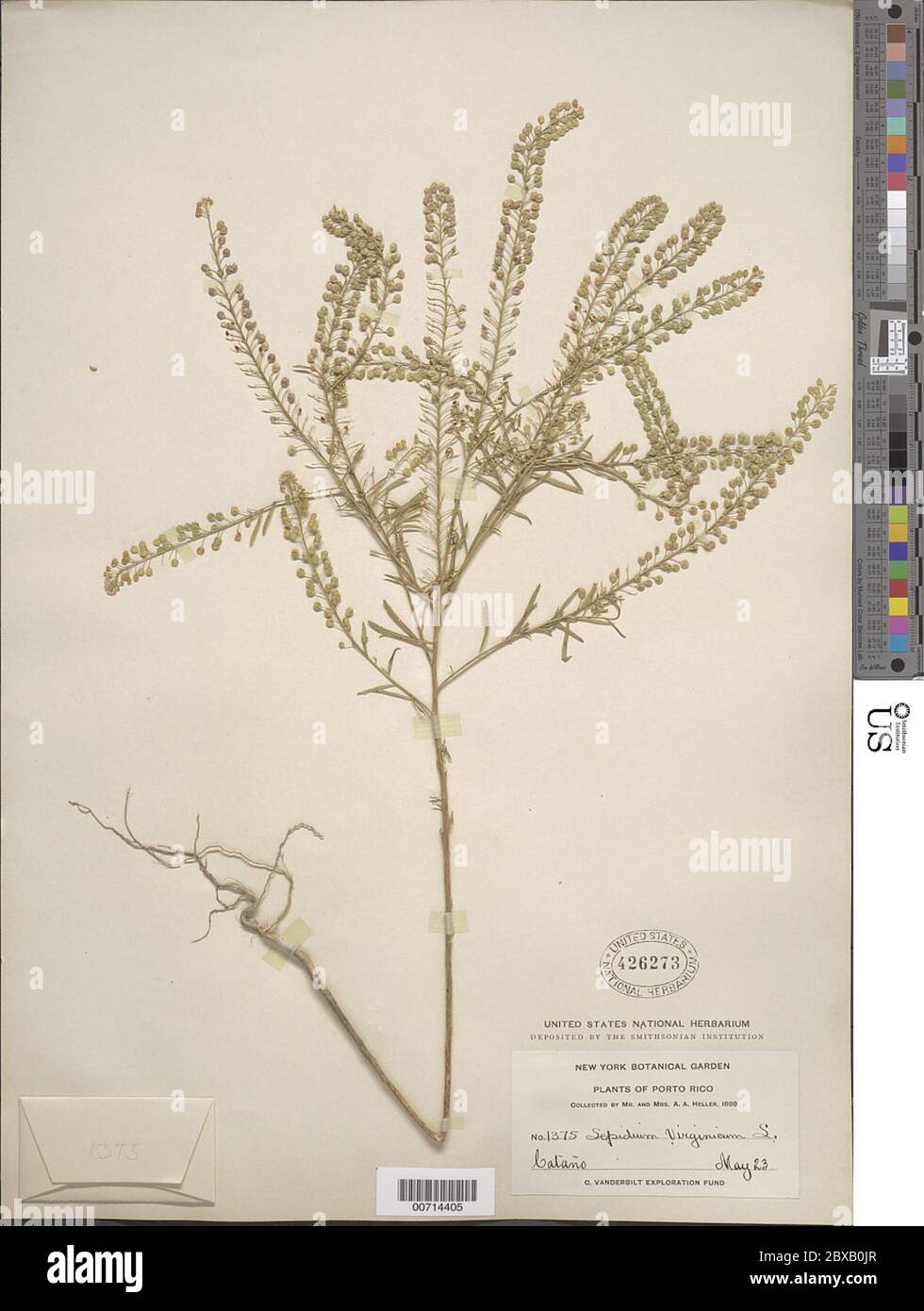 Lepidium virginicum Banque de photographies et d’images à haute ...