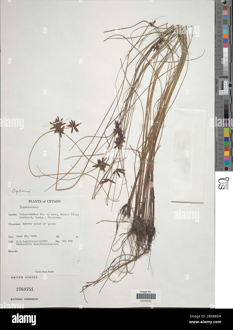 Cyperus cyperus sp Banque de photographies et d’images à haute ...