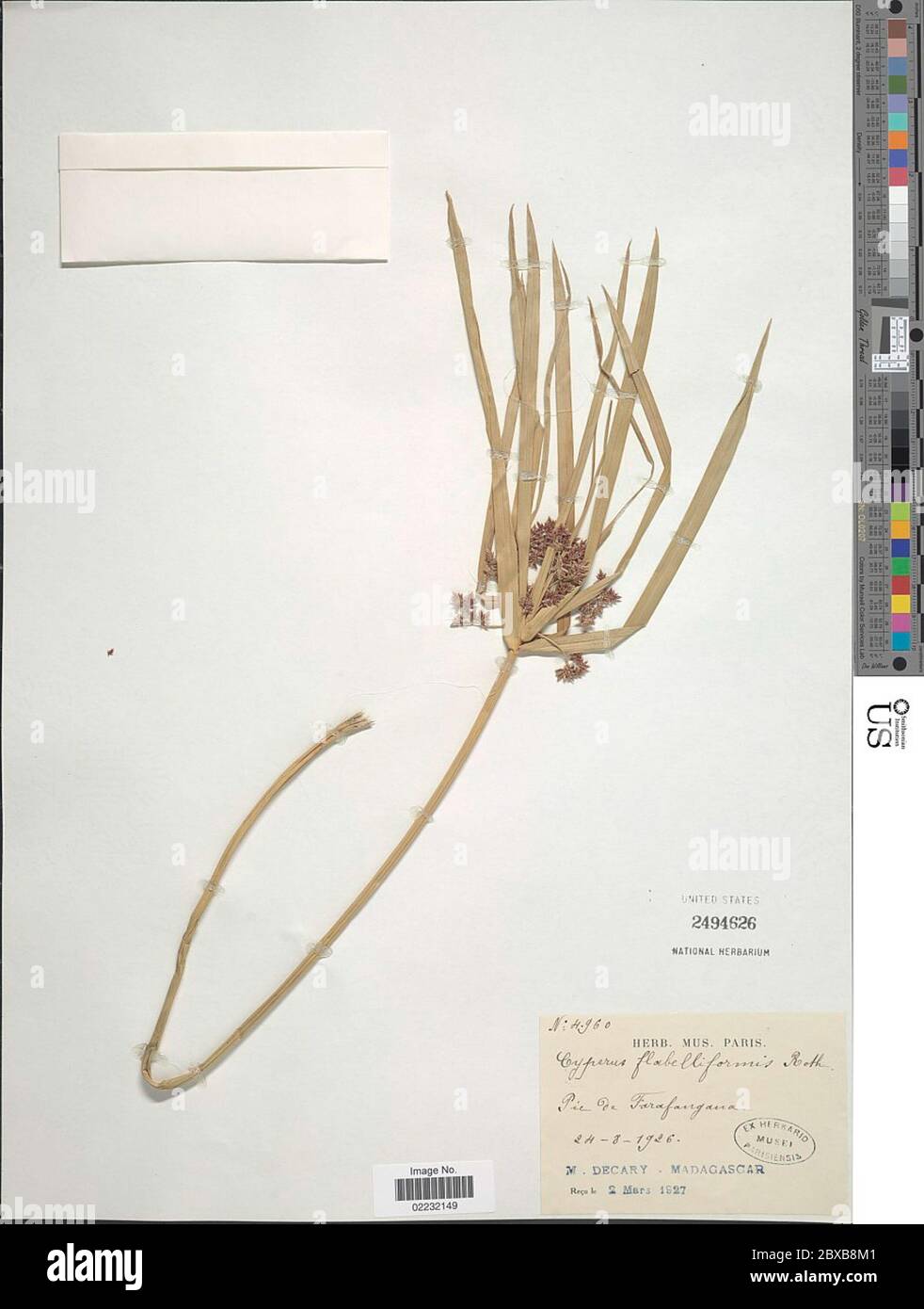 Cyperus cyperus sp Banque de photographies et d’images à haute ...