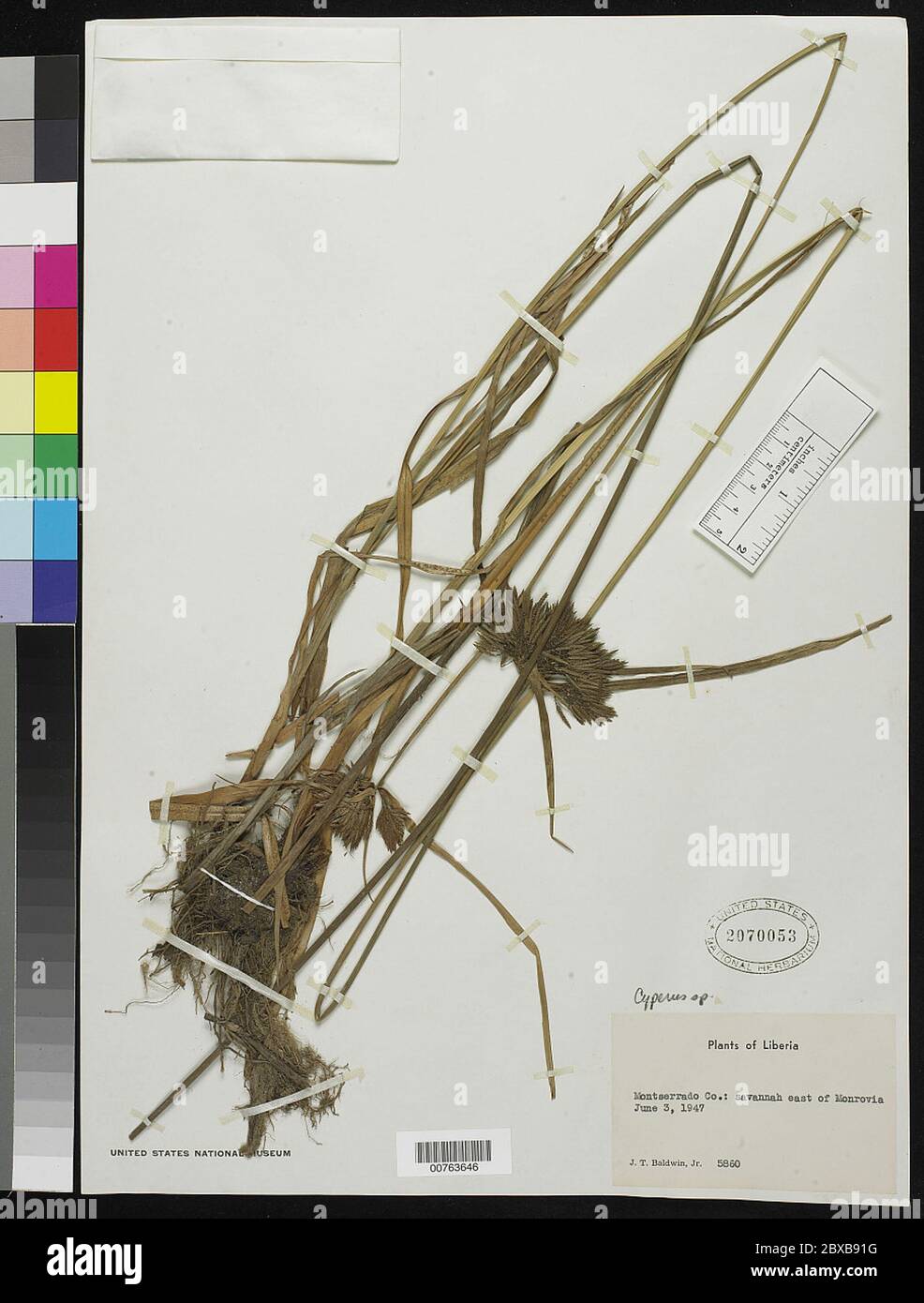 Cyperus cyperus sp Banque de photographies et d’images à haute ...