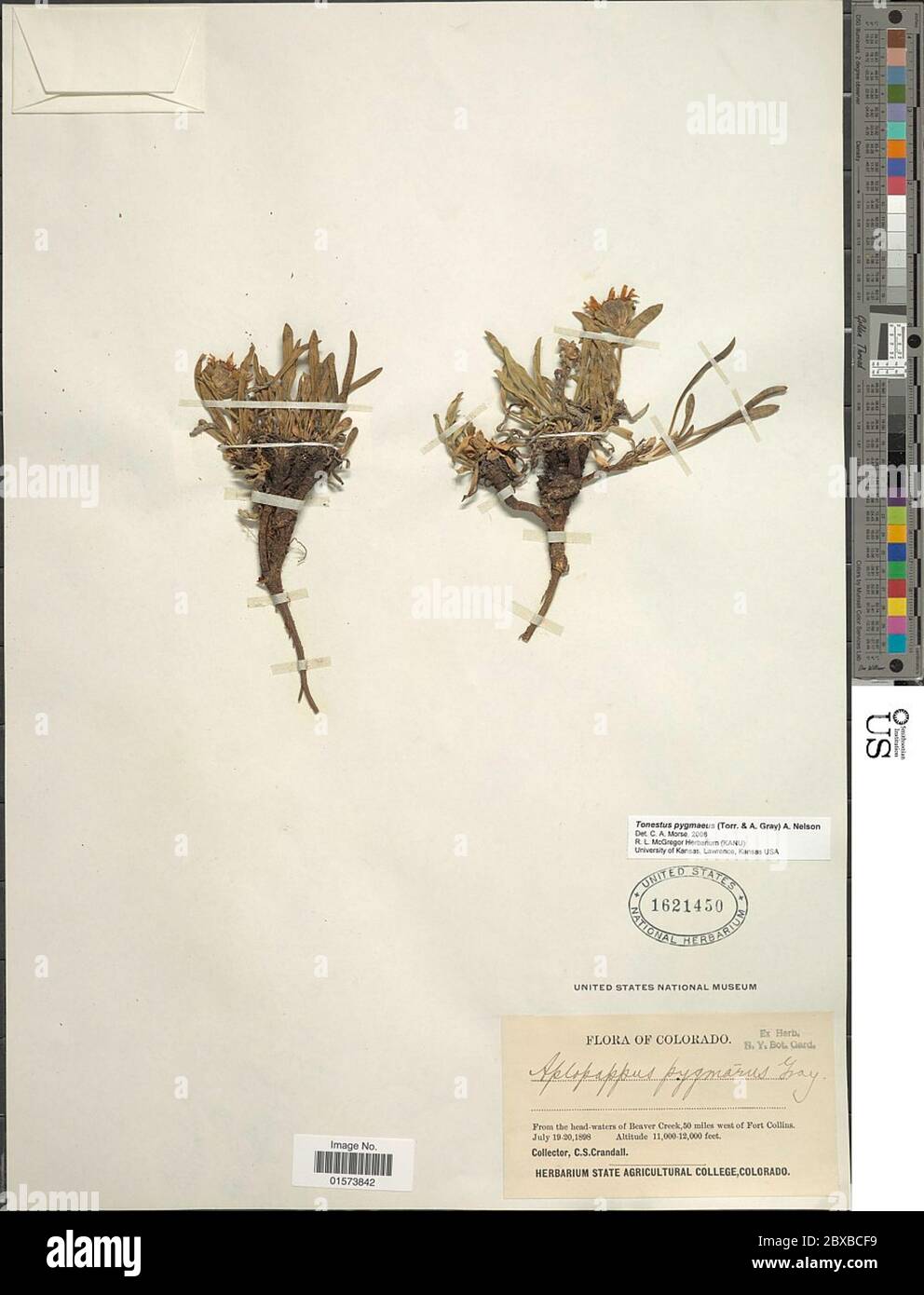 Tonestus pygmaeus Banque de photographies et d’images à haute ...