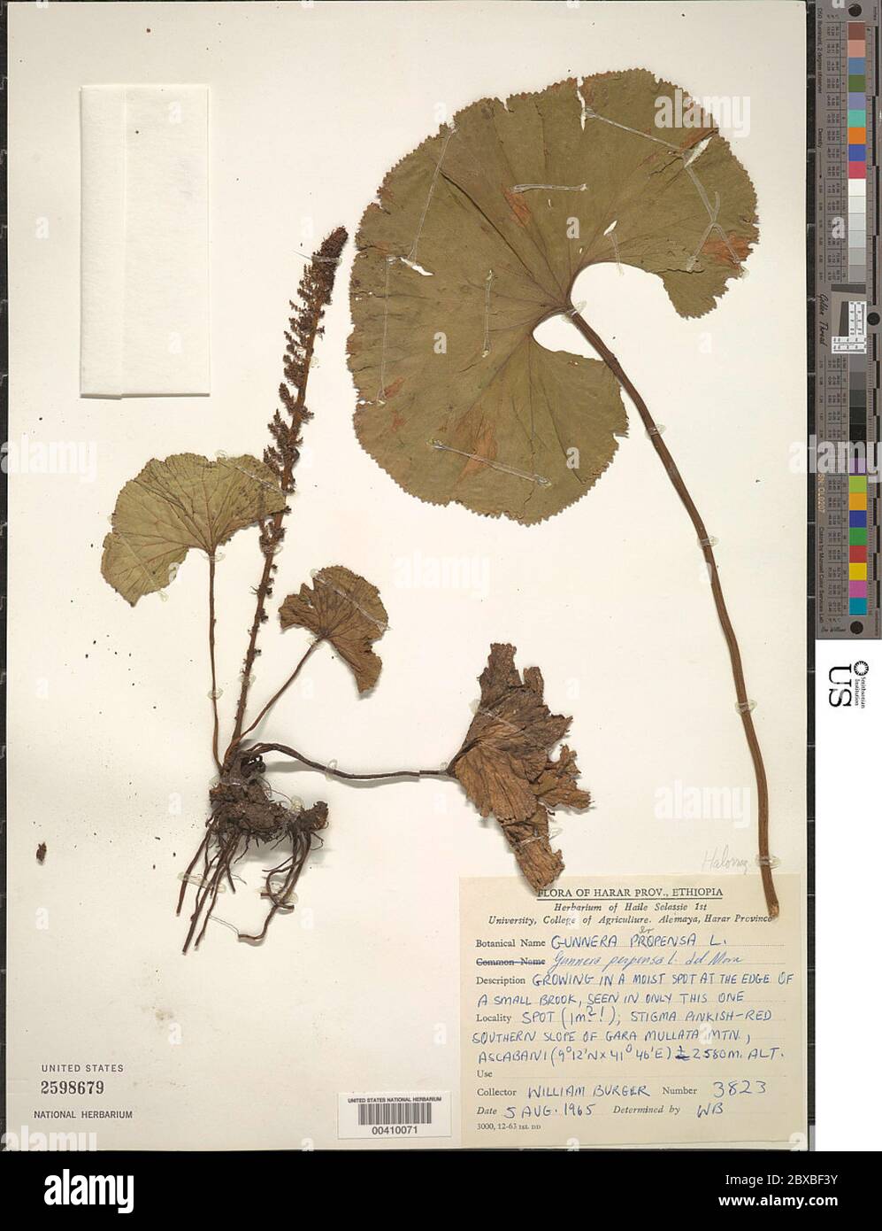 Gunnera perpensa Banque de photographies et d’images à haute résolution ...