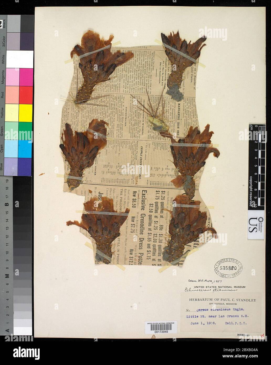 Echinocereus stramineus Banque de photographies et d’images à haute ...
