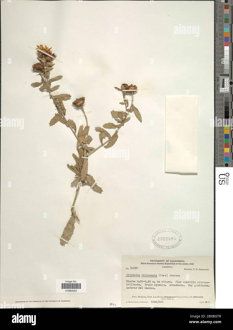 Grindelia chiloensis Banque de photographies et d’images à haute ...